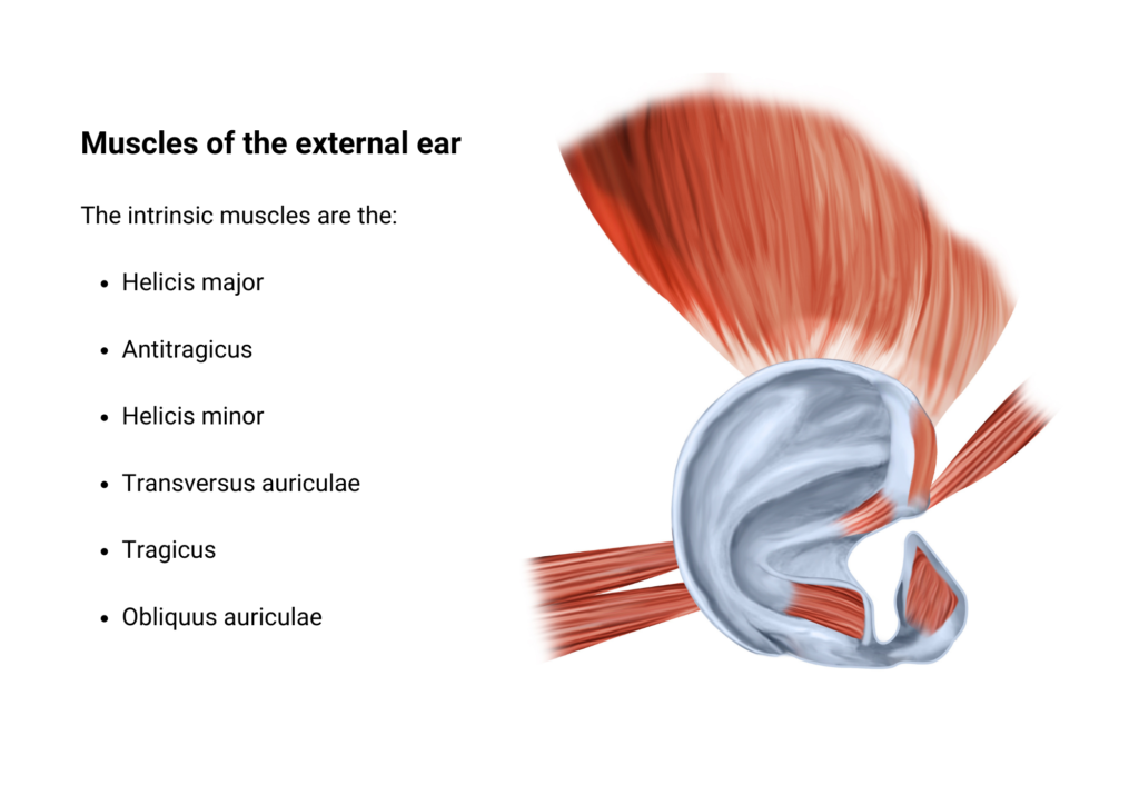 Facial Palsy and the Ear - Facial Palsy UK
